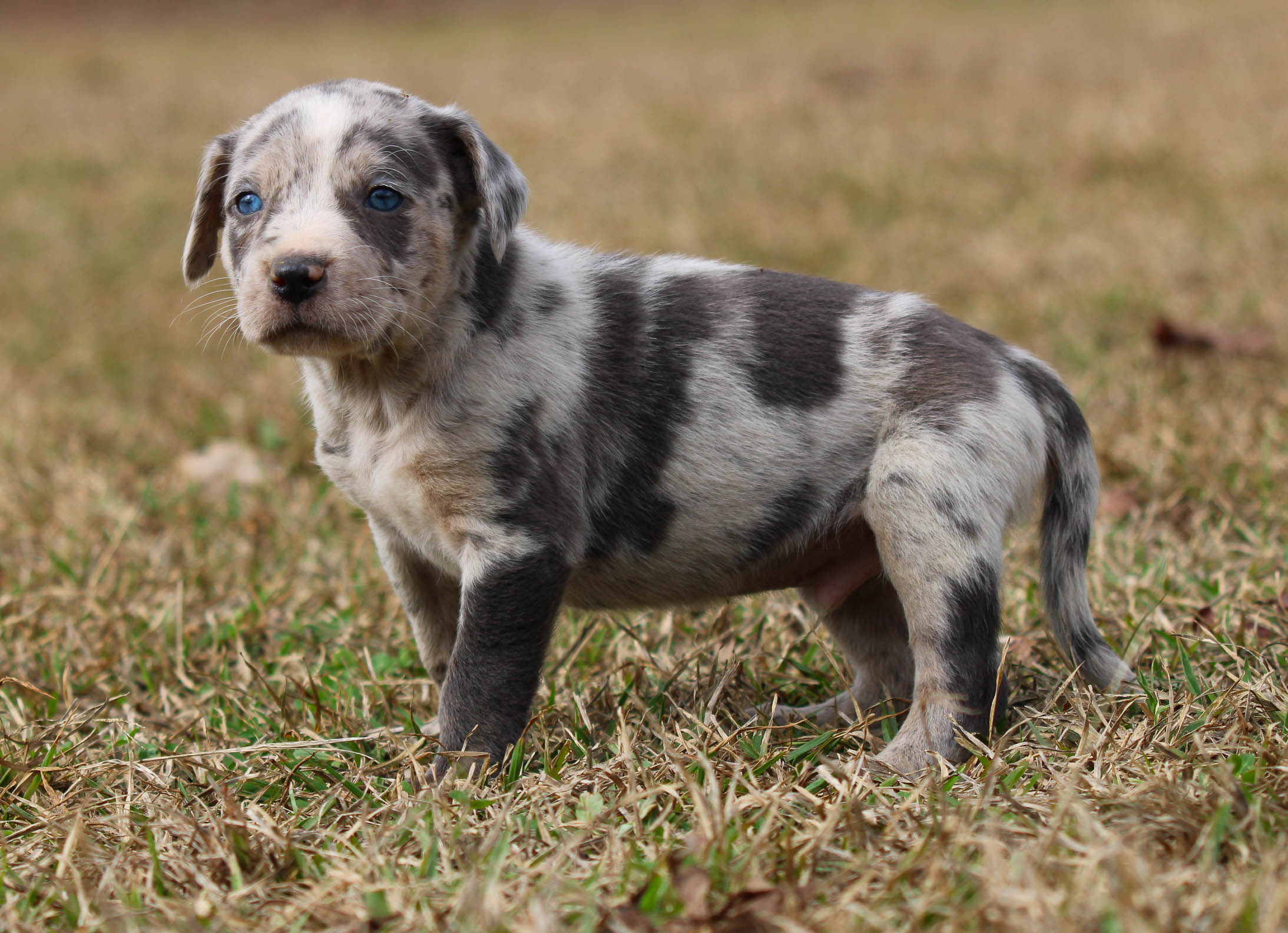 catahoula mix leopard dog
