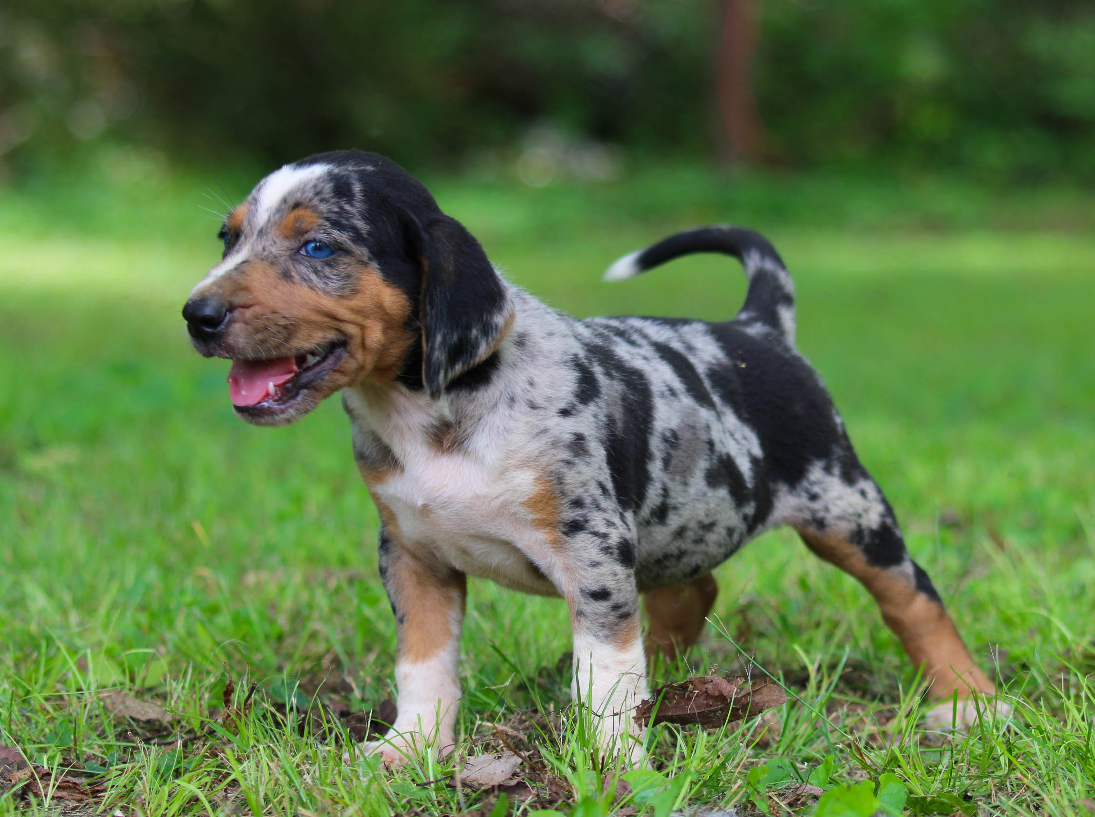 blue tick beagle dog
