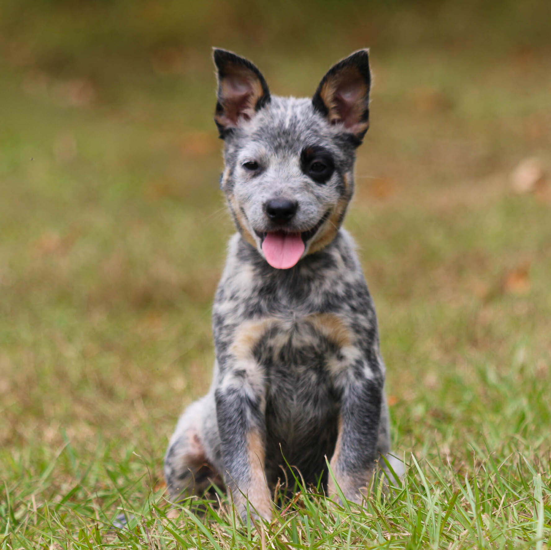 cattle dogs types