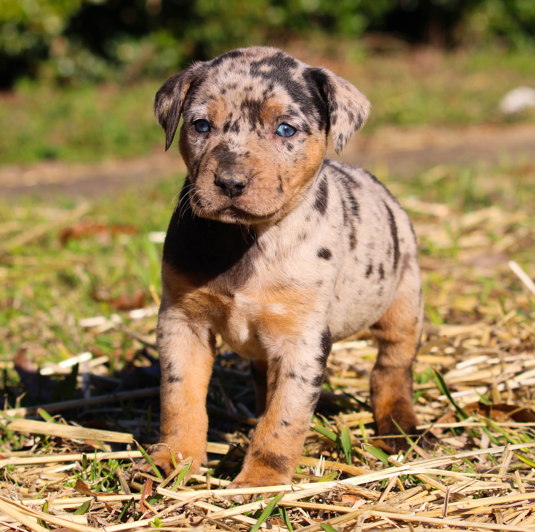 catahoula mix leopard dog