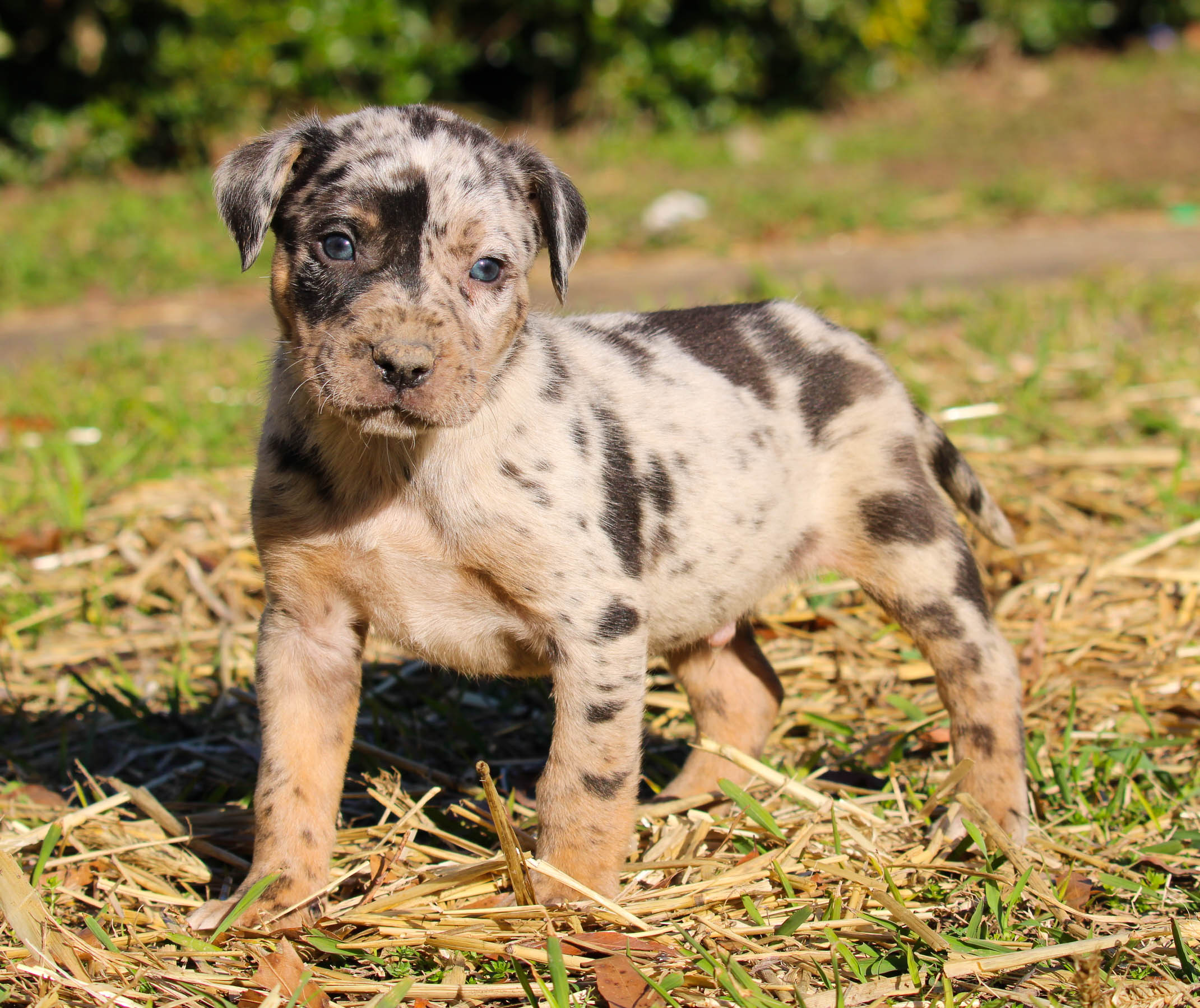 catahoula leopard blue eyes