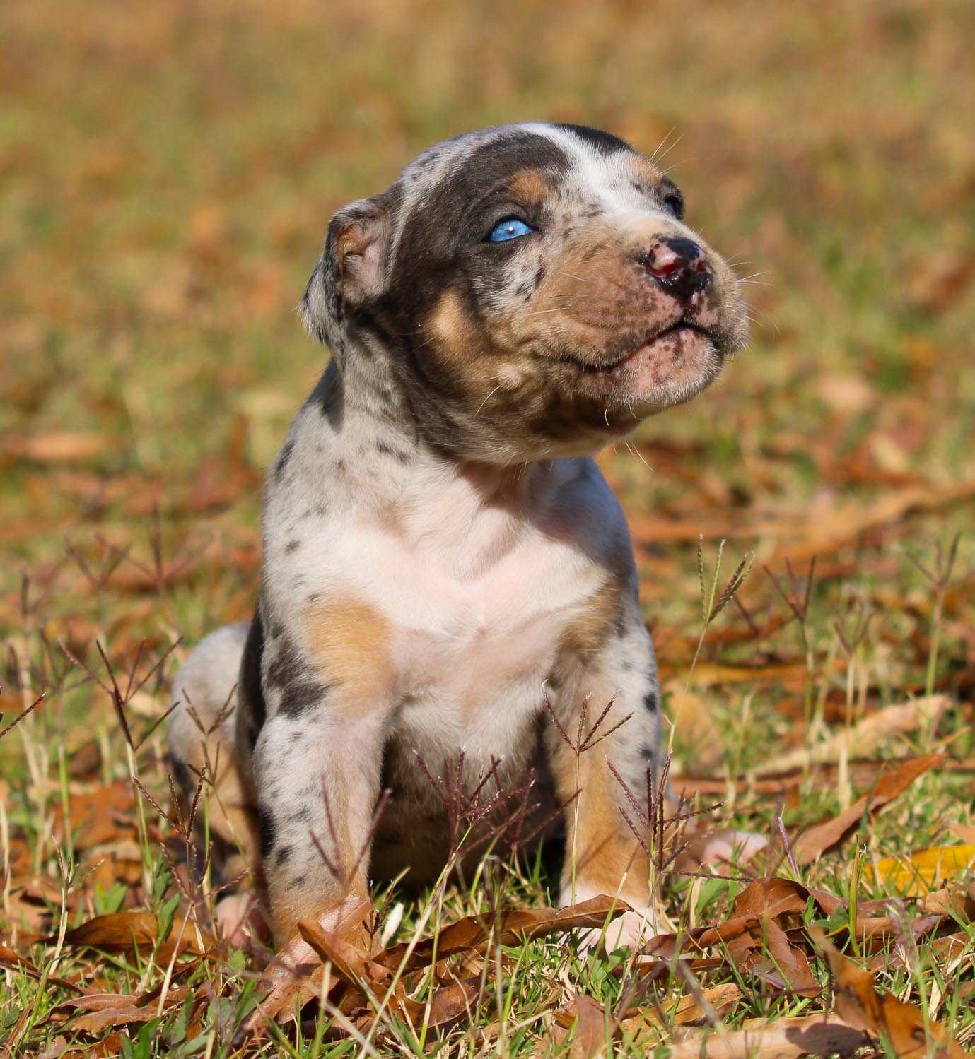 blue tri merle pitbull