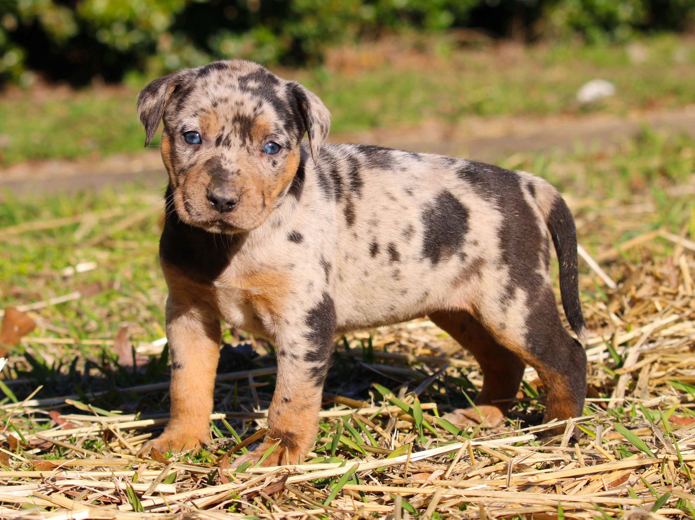 leopard dog cross
