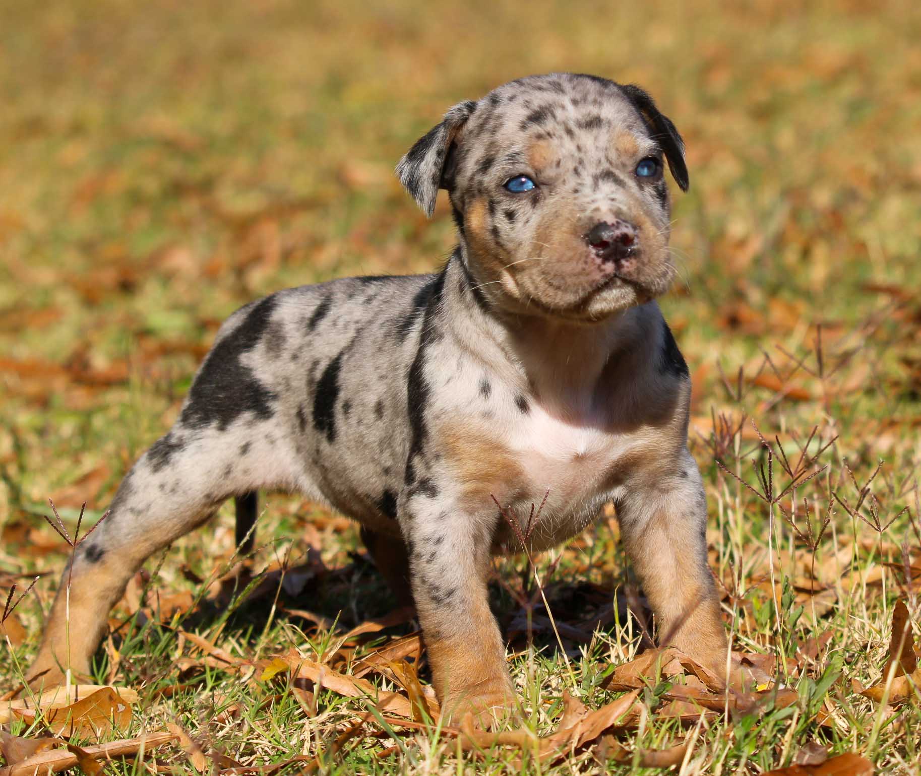 american leopard hound