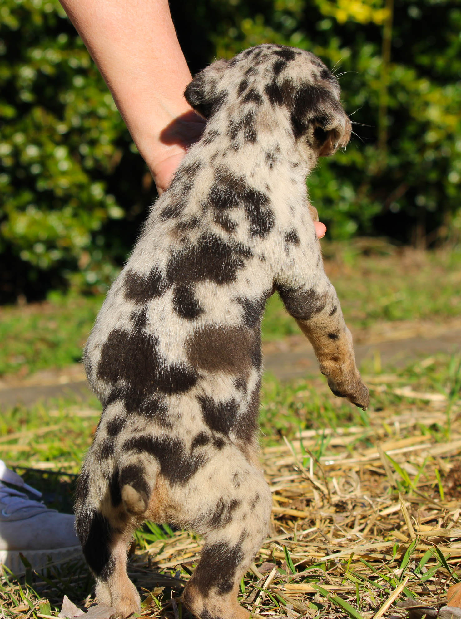 catahoula coloring page