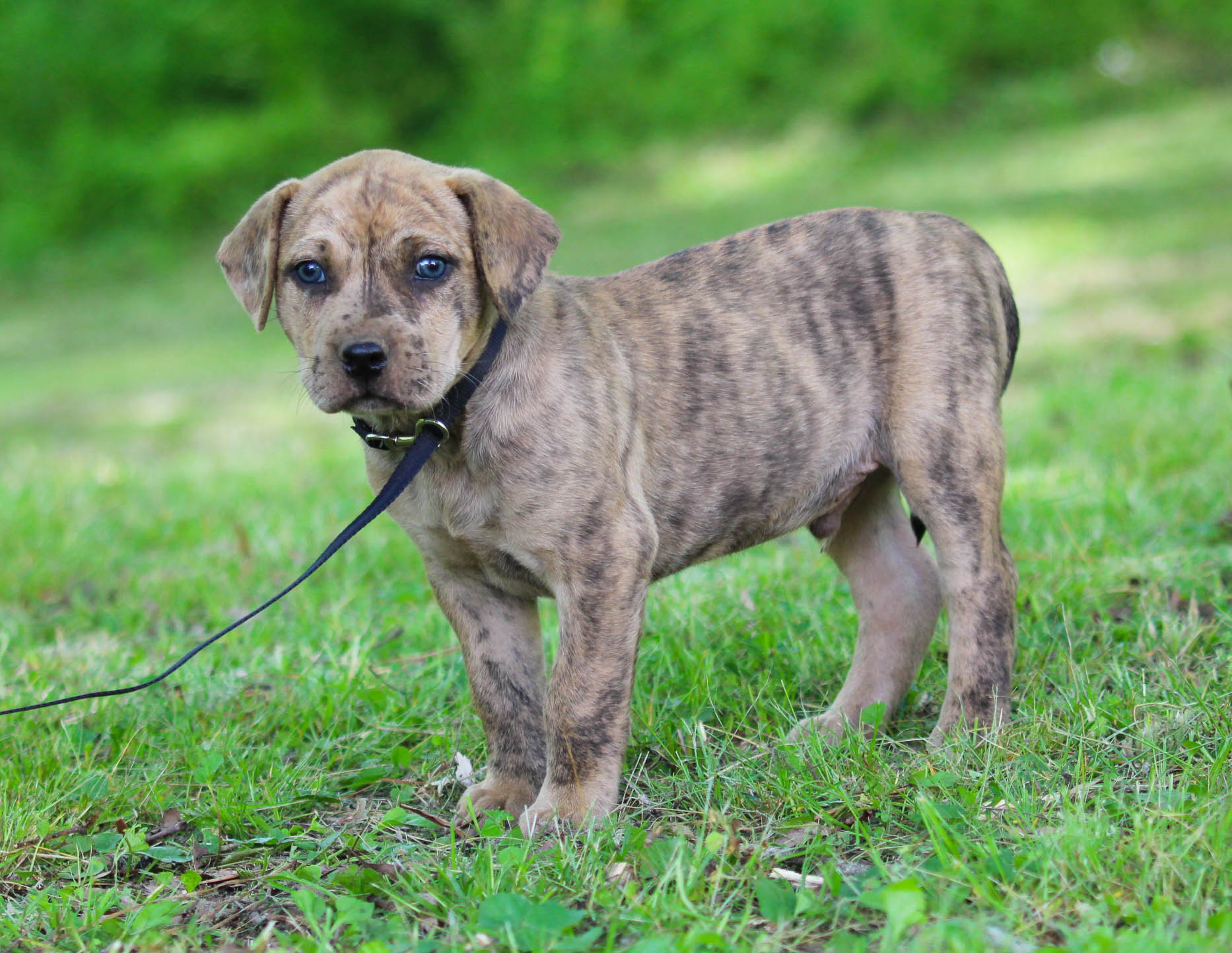 boxer springer spaniel mix puppies