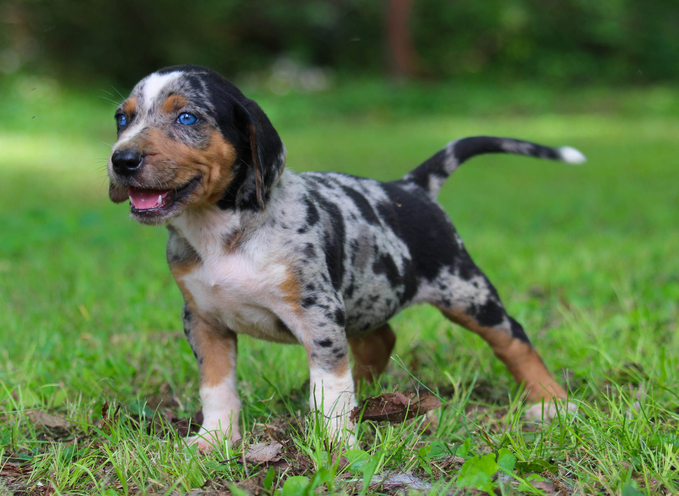 leopard coonhound
