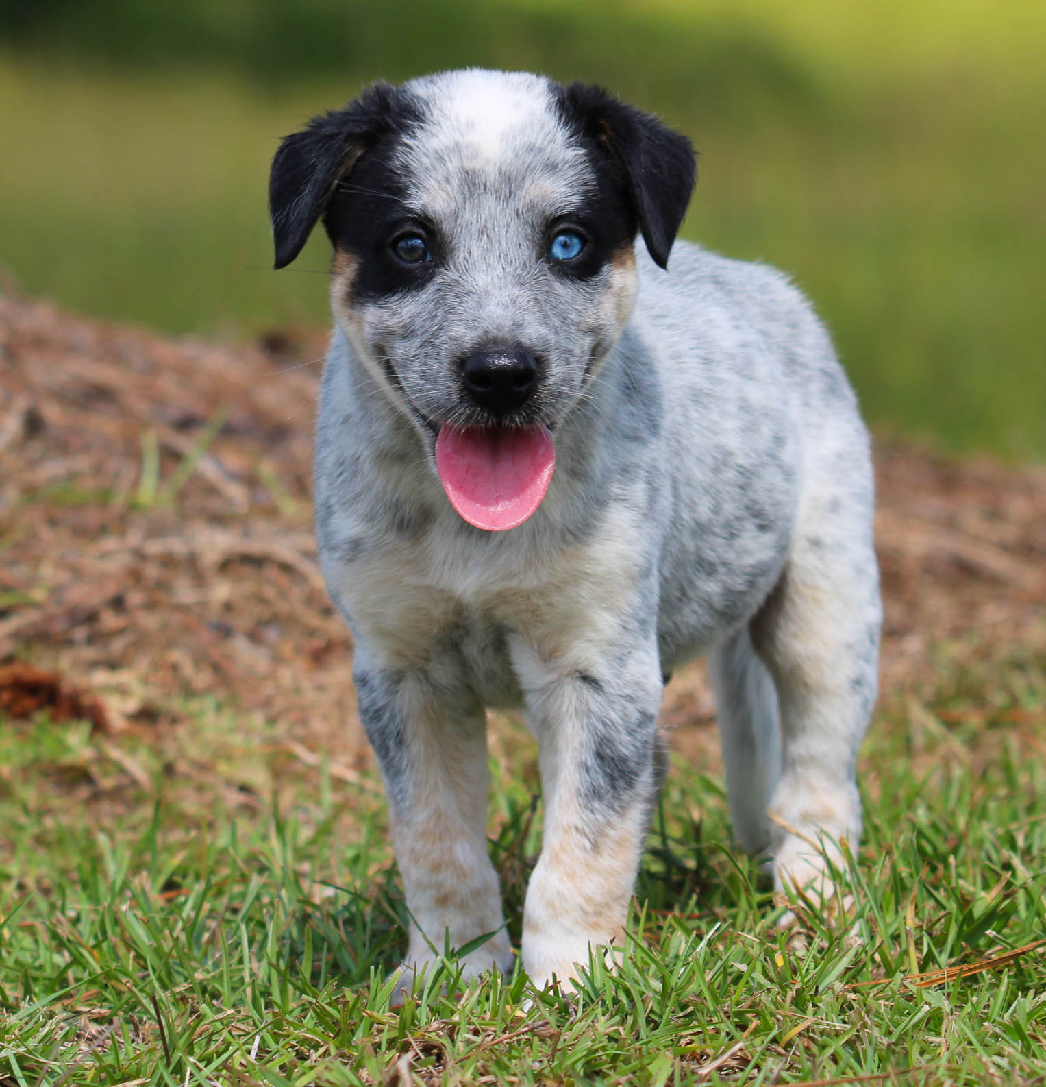 cattle dog puppy mix