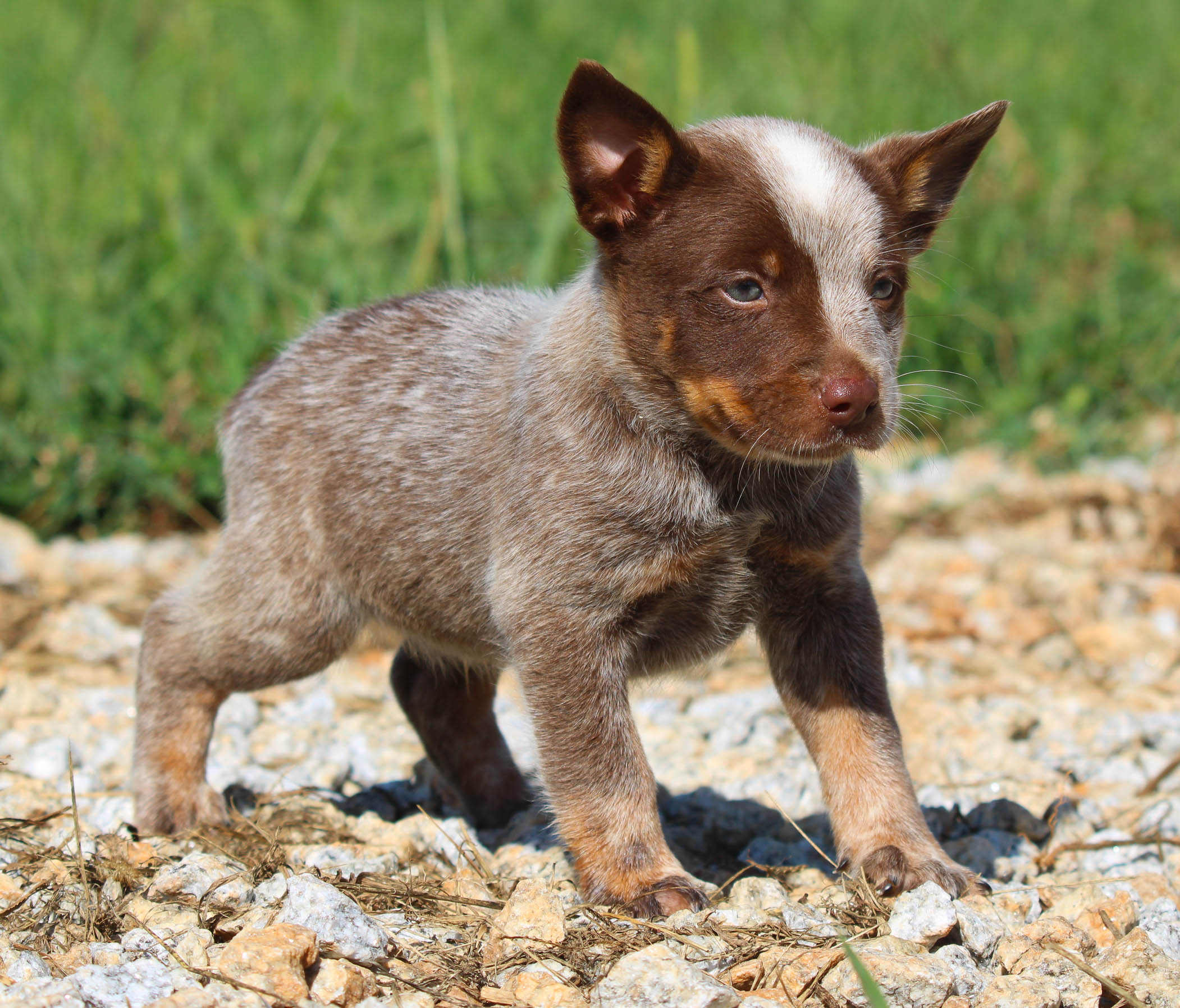 pit heeler