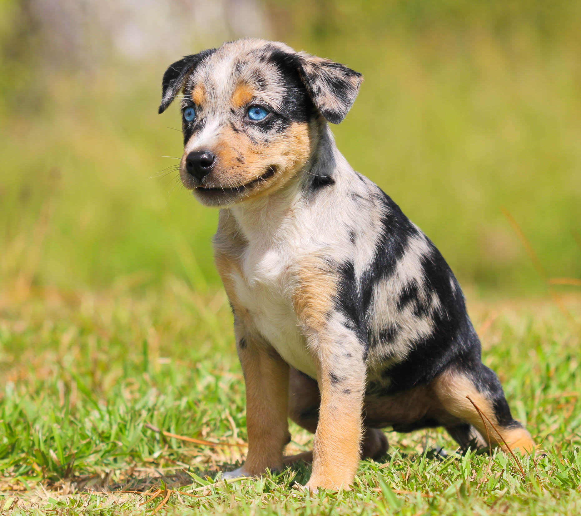 greyhound aussie mix