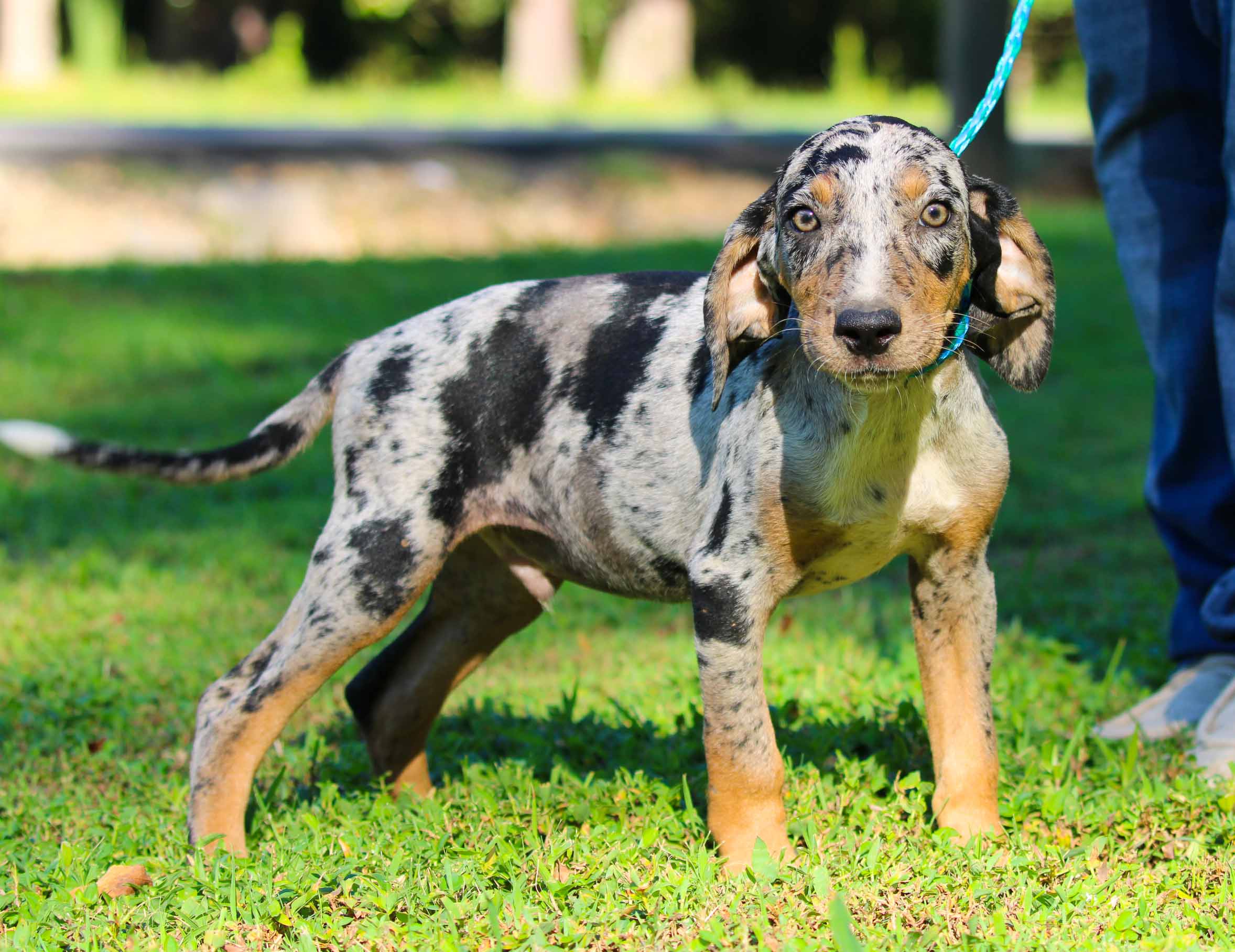 boxer red tick hound mix
