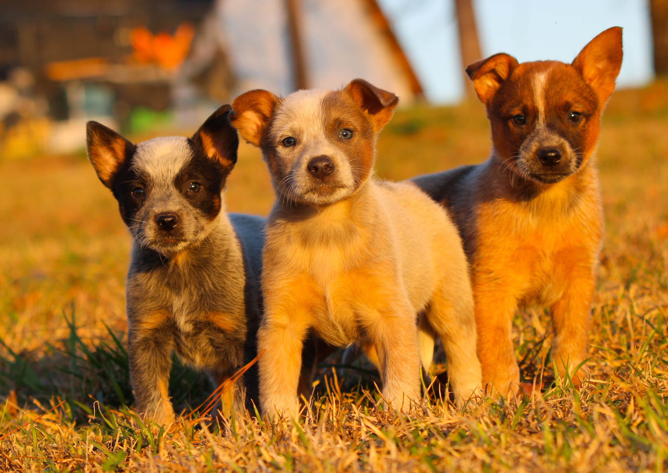 Australian Cattle Dog Puppies Red Heeler