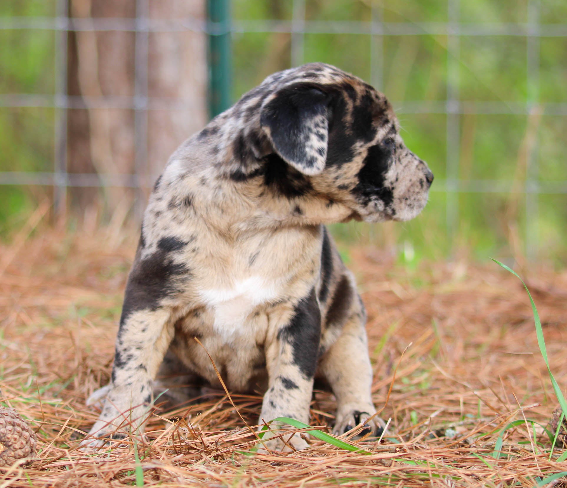 catahula lab coloring pages