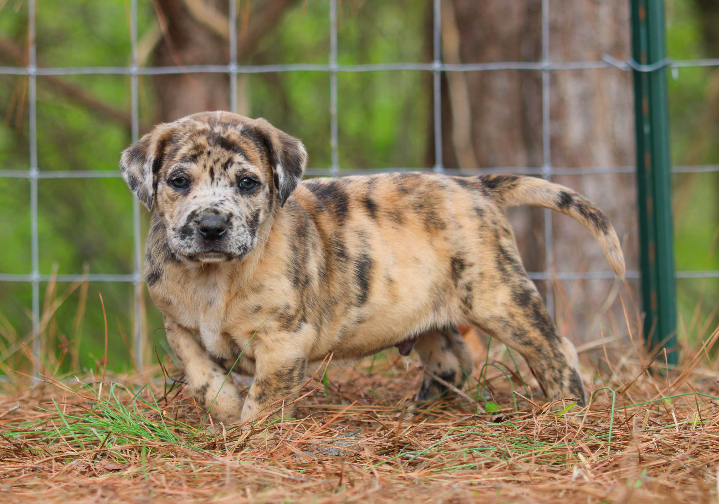 Catahoula Leopard Dog Puppies | ppgbbe.intranet.biologia.ufrj.br