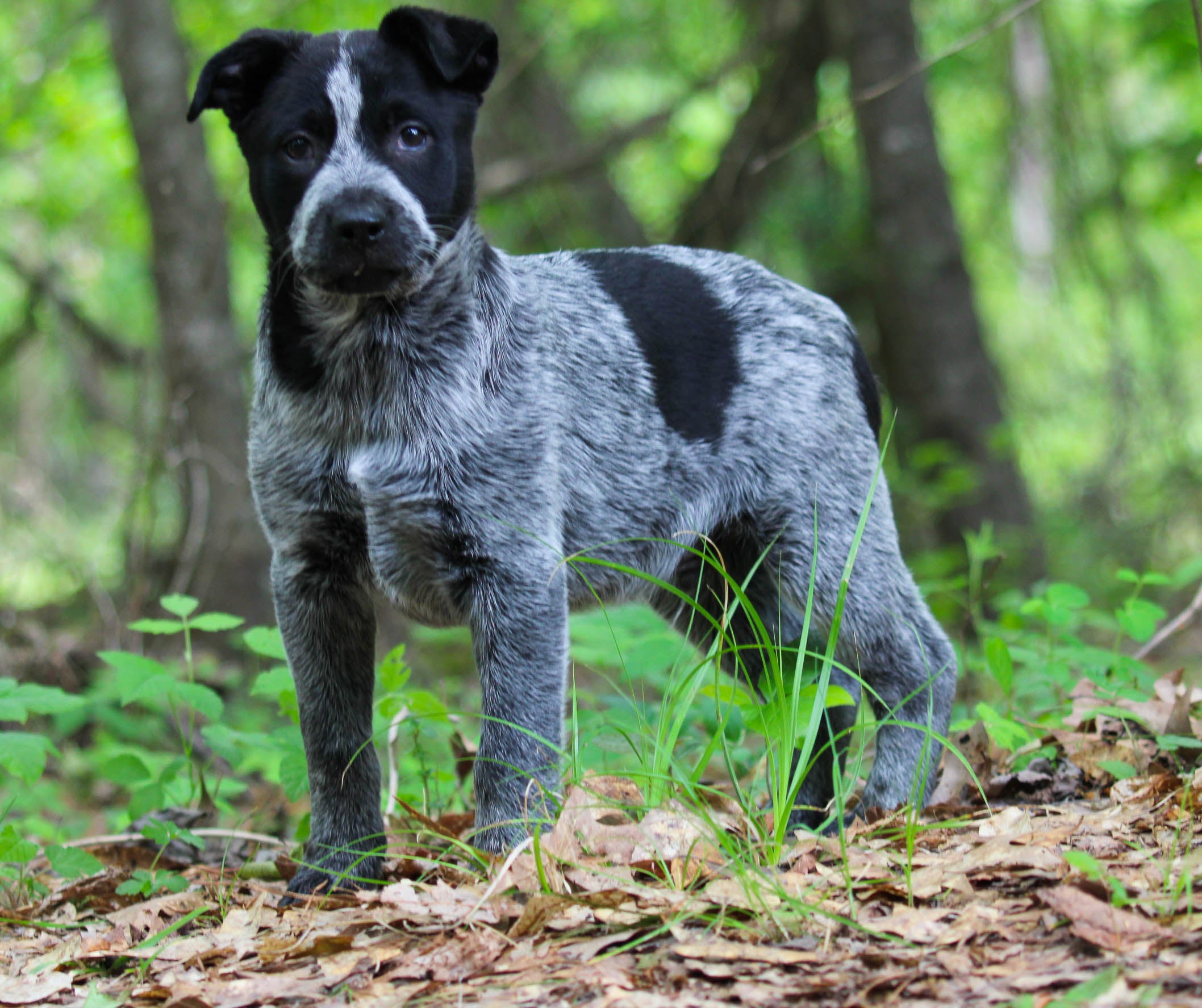 blue heeler pointer mix