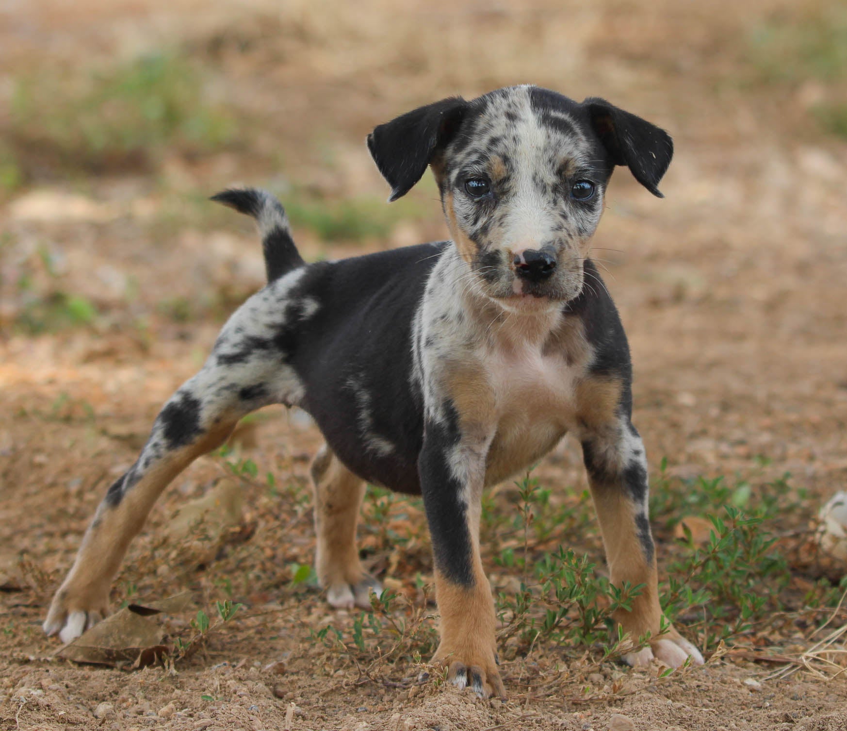 Catahoula Leopard Dog Puppies | ppgbbe.intranet.biologia.ufrj.br