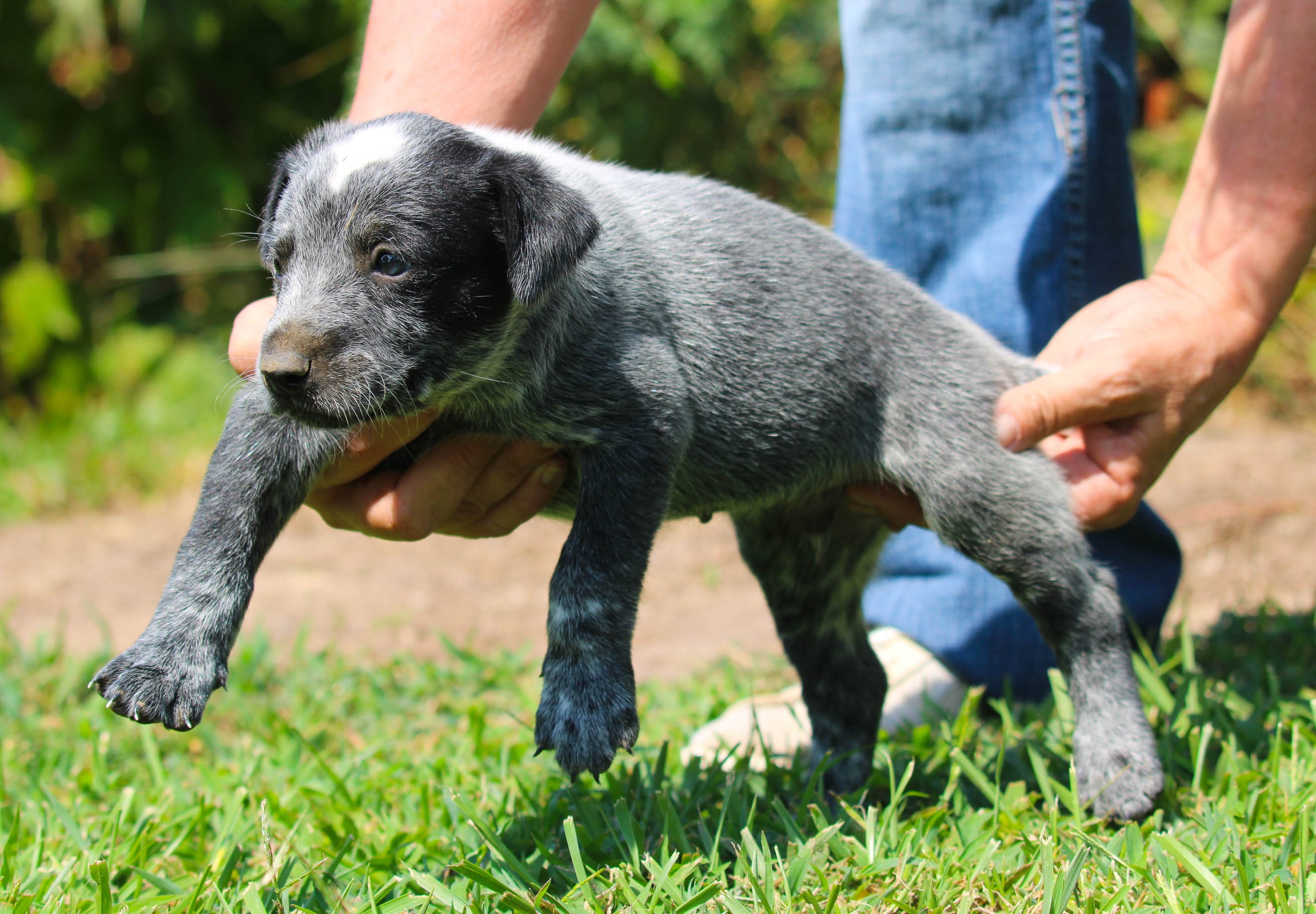 Blue Tick Heeler Puppy